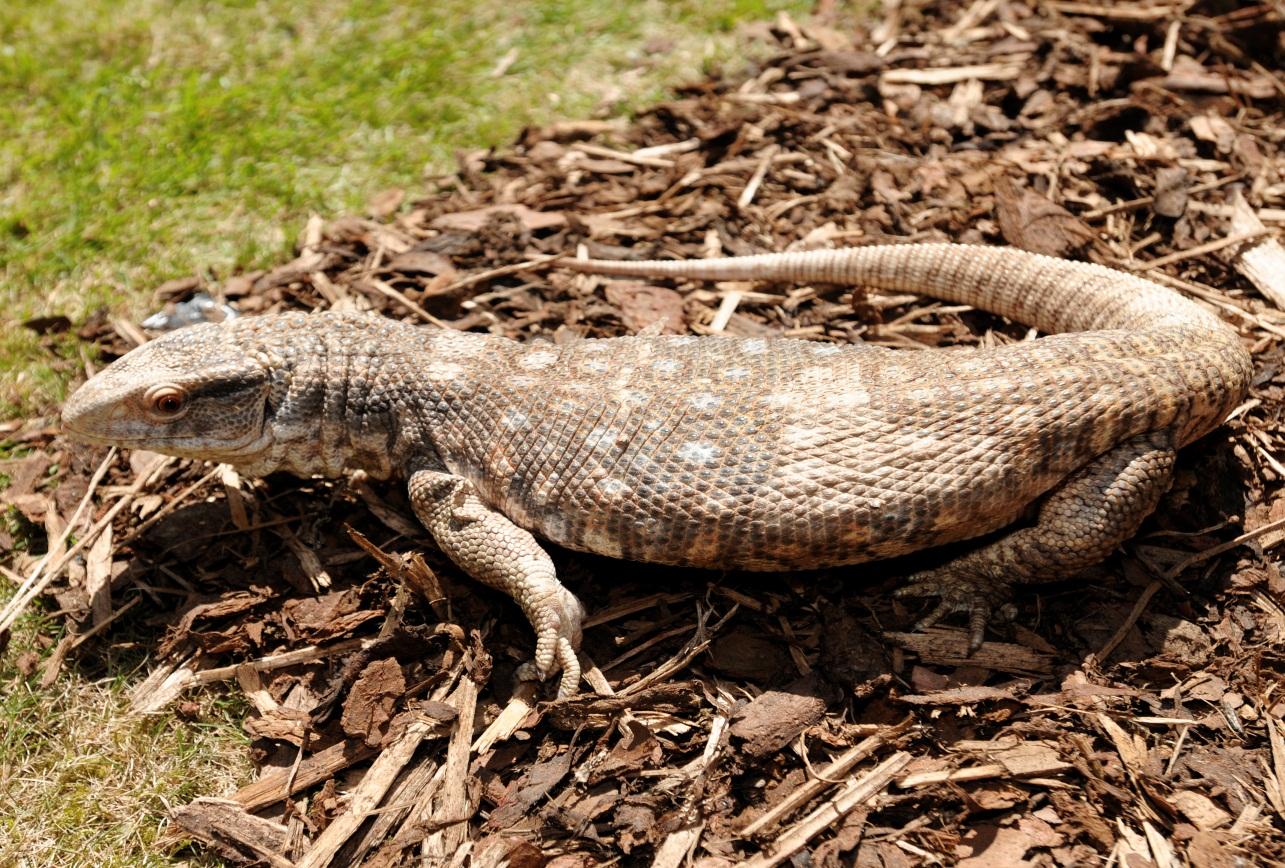 BoscMonitor | Animals in Hands